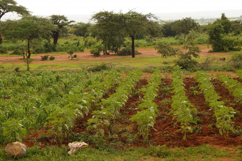 Why farmers in Tanzania are using Tigo Kilimo | TechChange | The ...
